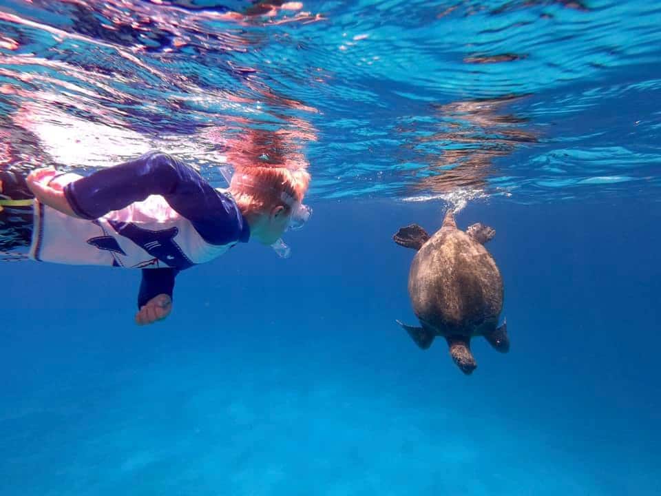 Living Ocean – Waikiki Turtle Snorkeling Tours